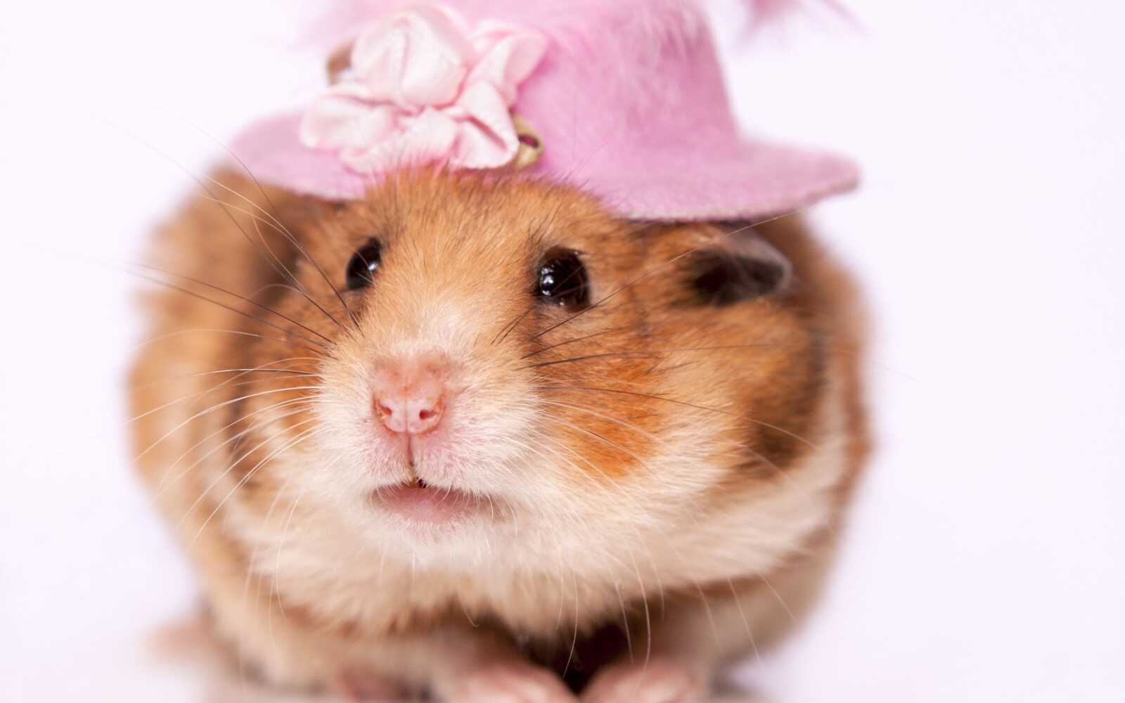 Hamster Wallpapers (49 images) - WallpaperCat