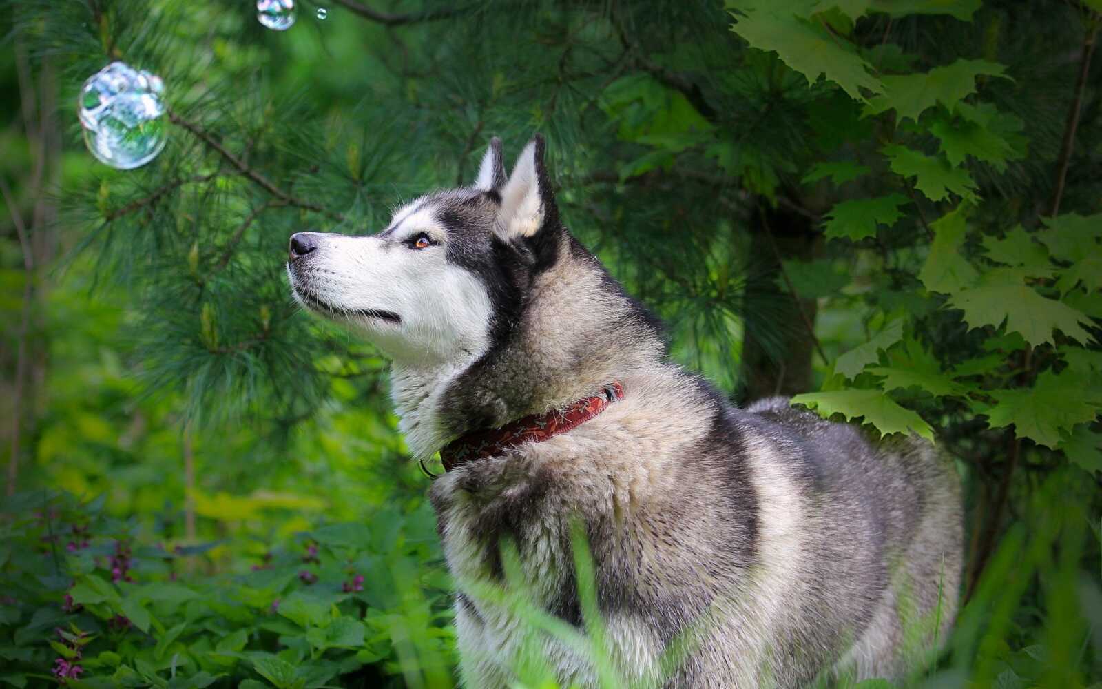 Husky Wallpapers (70 images) - WallpaperCat