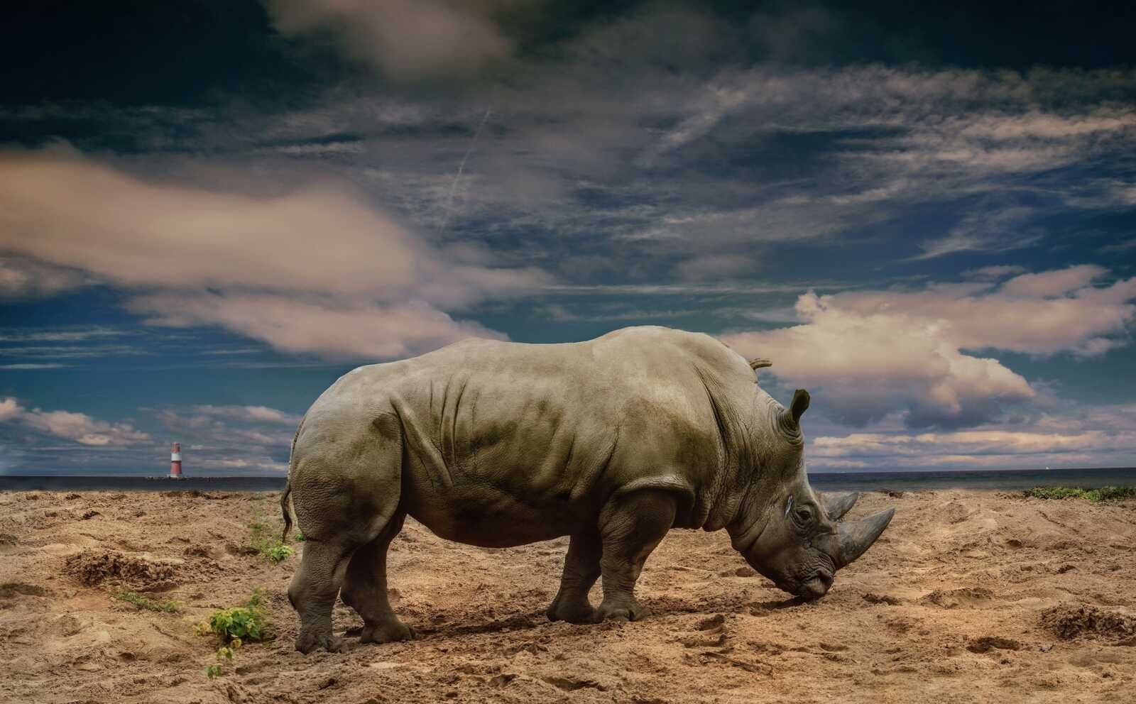 Rhino Wallpapers (66 images) - WallpaperCat