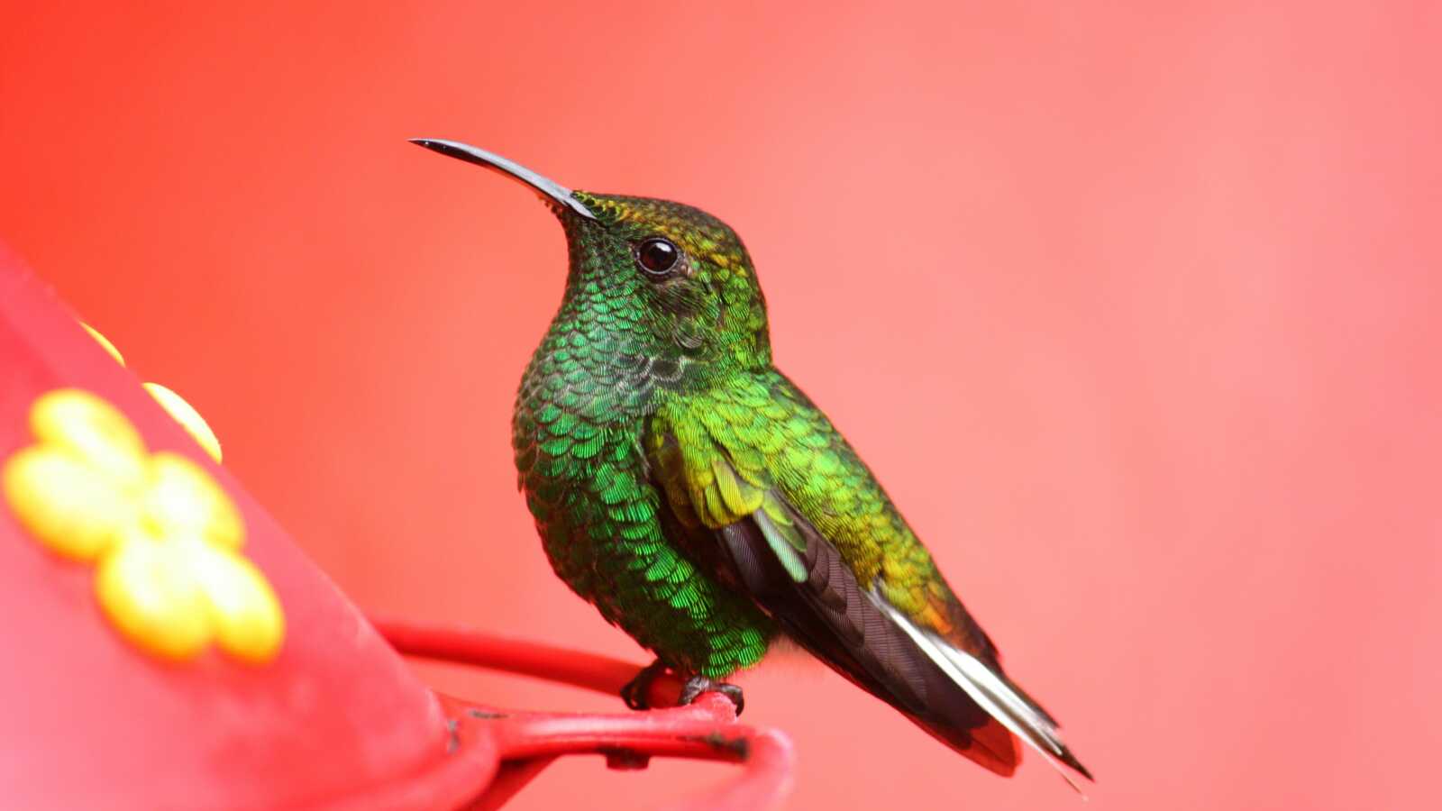 Bird Wallpapers (109 images) - WallpaperCat