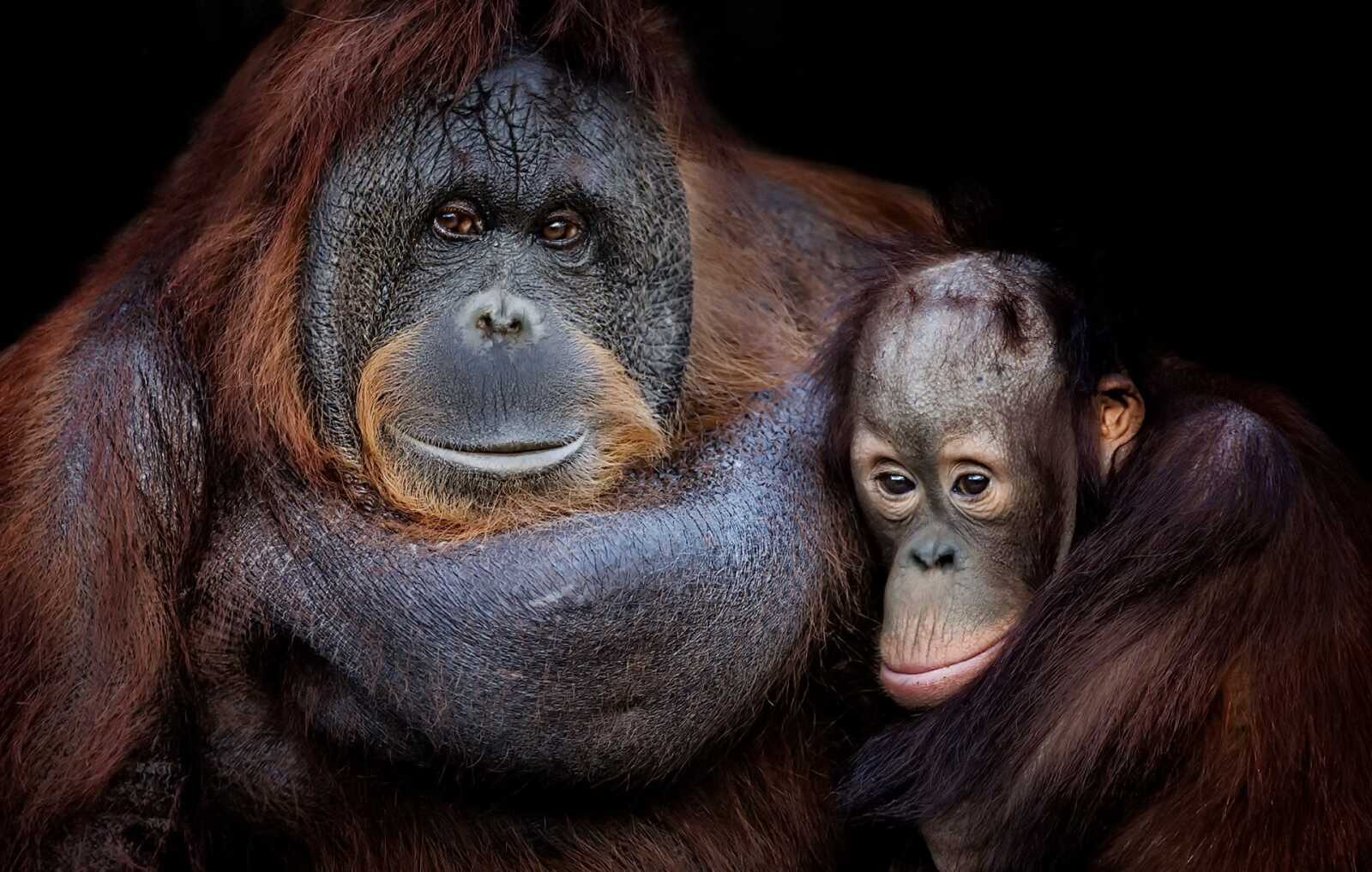 Orangutan Wallpapers (61 images) - WallpaperCat