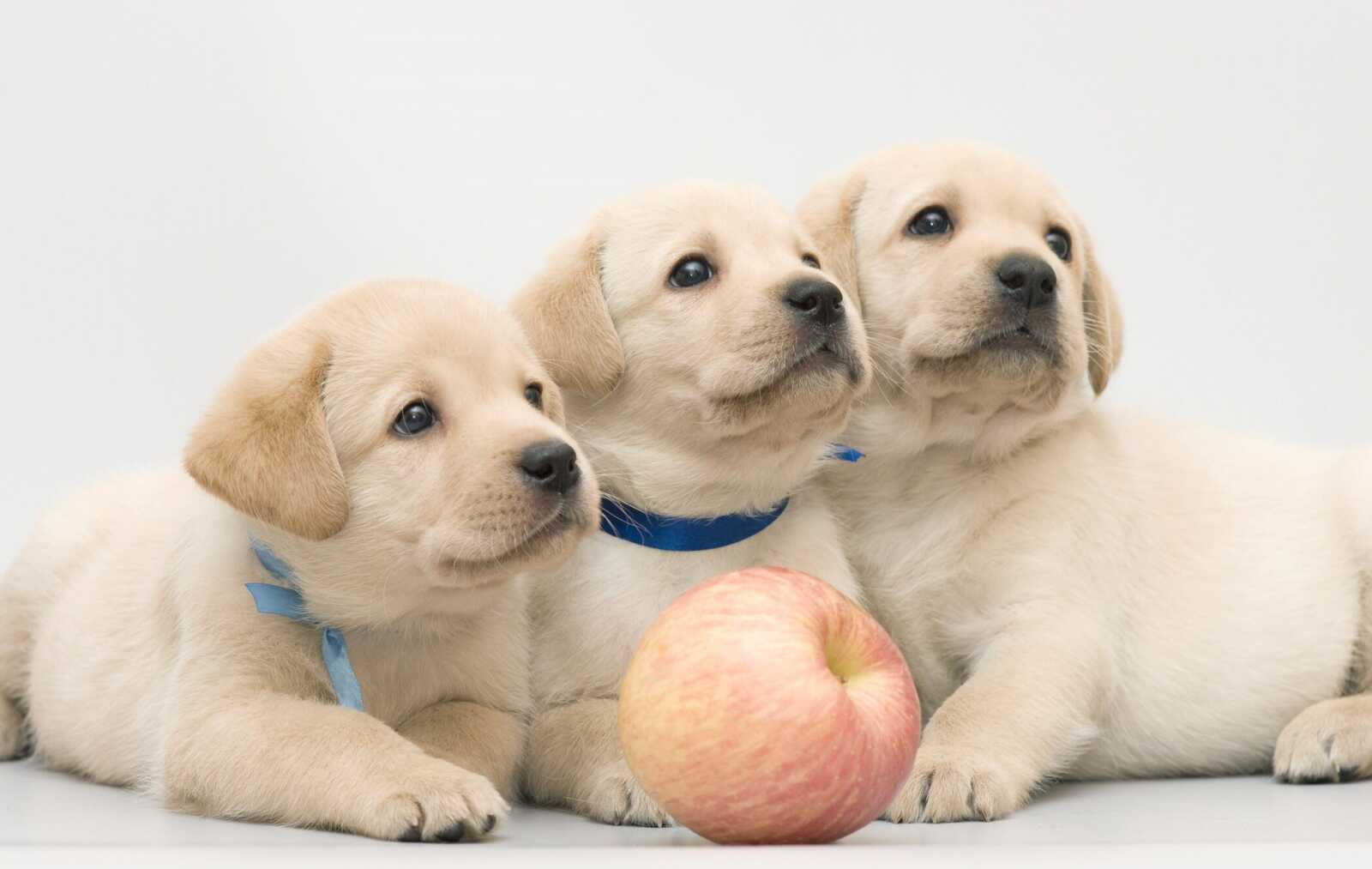 Labrador Wallpapers (42 images) - WallpaperCat