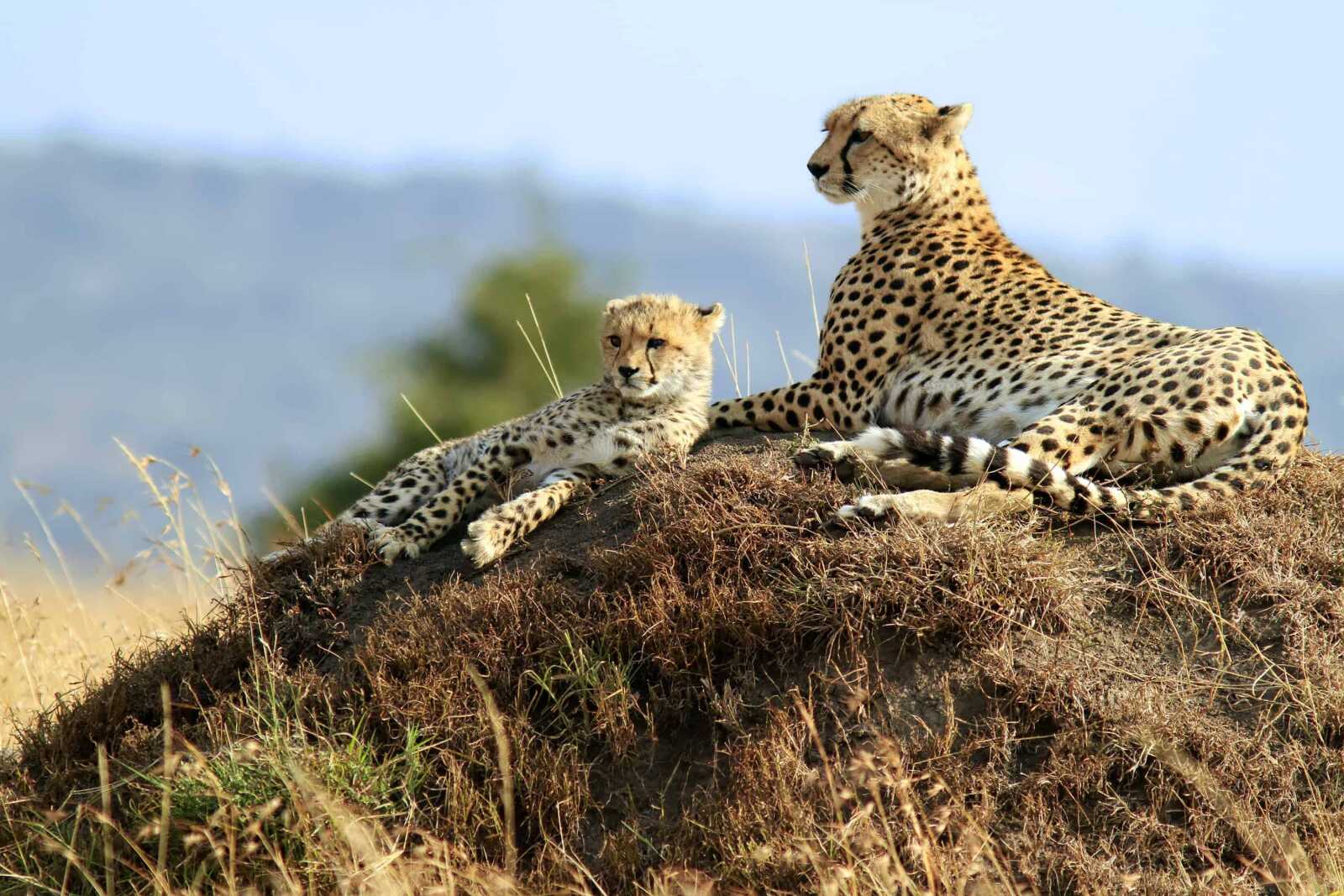 Cheetah Wallpapers (61 images) - WallpaperCat