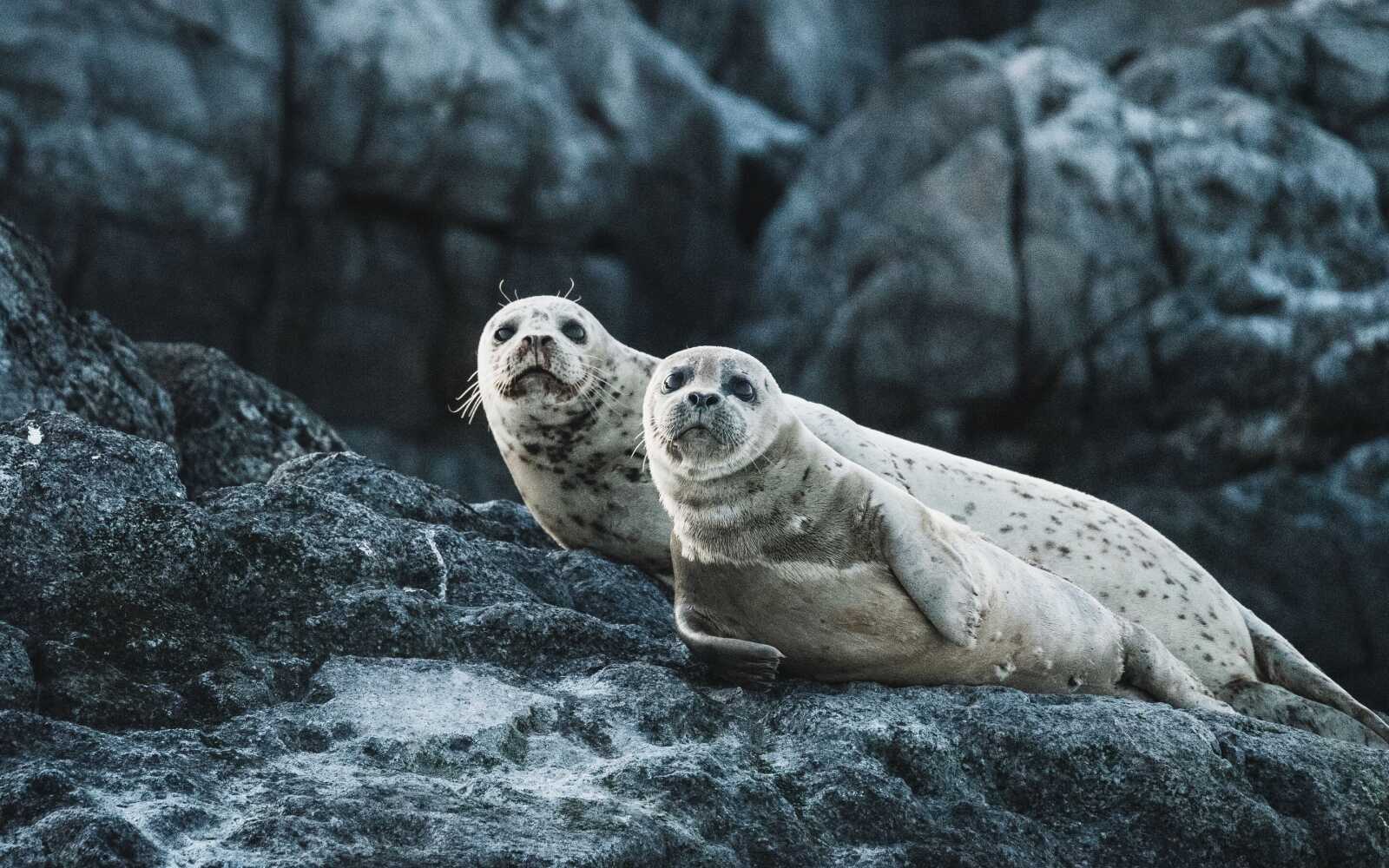 Seal Wallpapers (48 images) - WallpaperCat