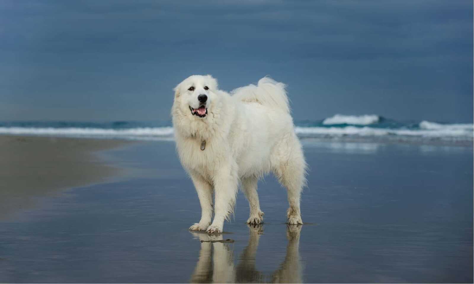 Great Pyrenees Wallpapers (30 images) - WallpaperCat