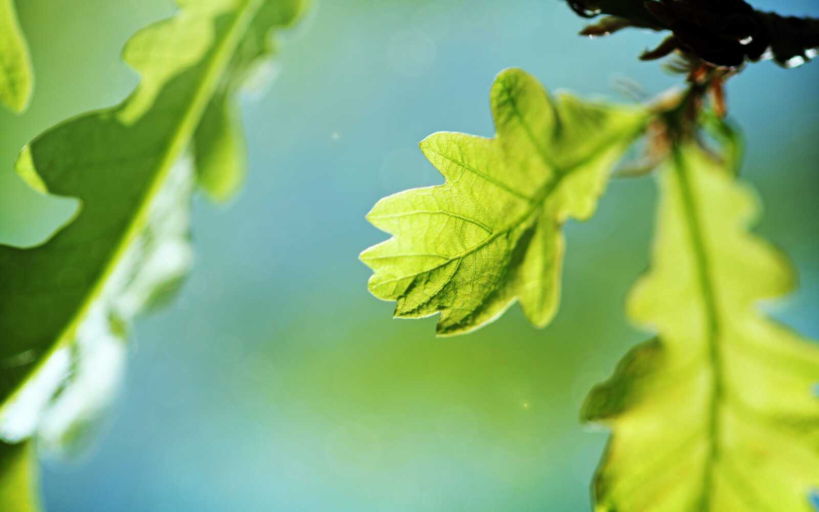 Oak Tree Wallpapers (58 images) - WallpaperCat