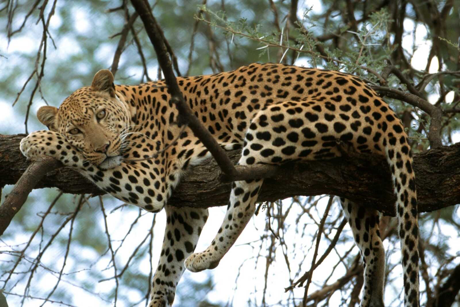 Leopard Wallpapers (44 images) - WallpaperCat