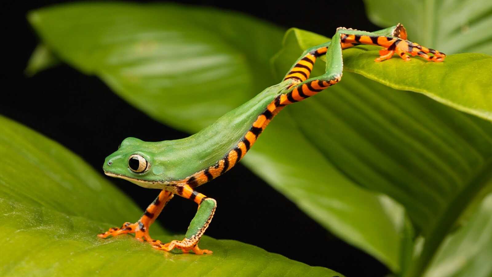 Frog Wallpapers (58 images) - WallpaperCat