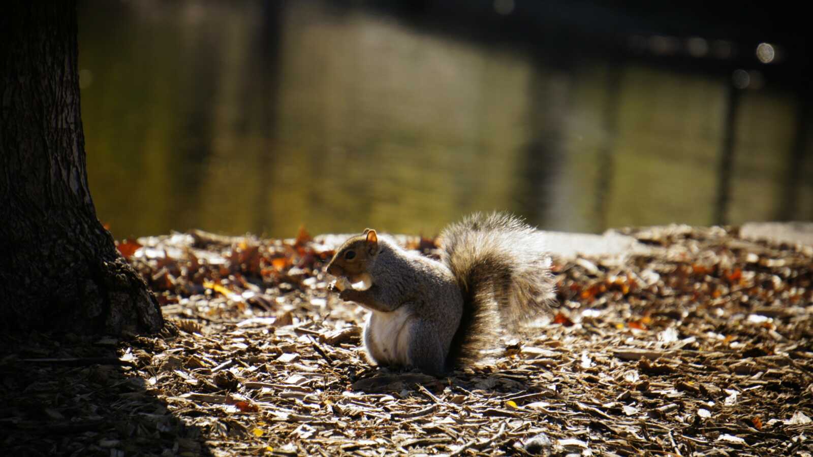 Squirrel Wallpapers (98 images) - WallpaperCat