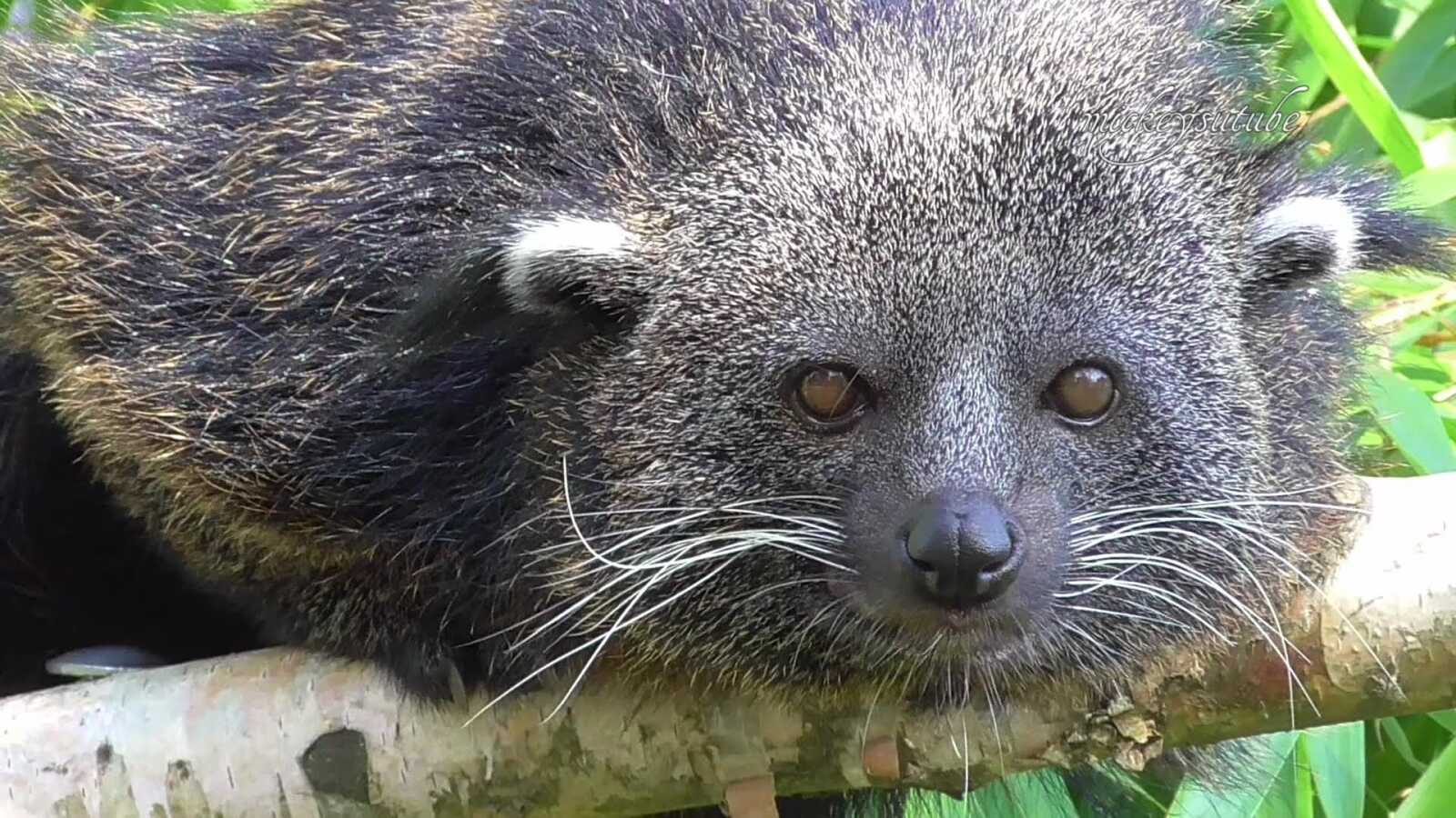 Binturong Wallpapers (35 images) - WallpaperCat