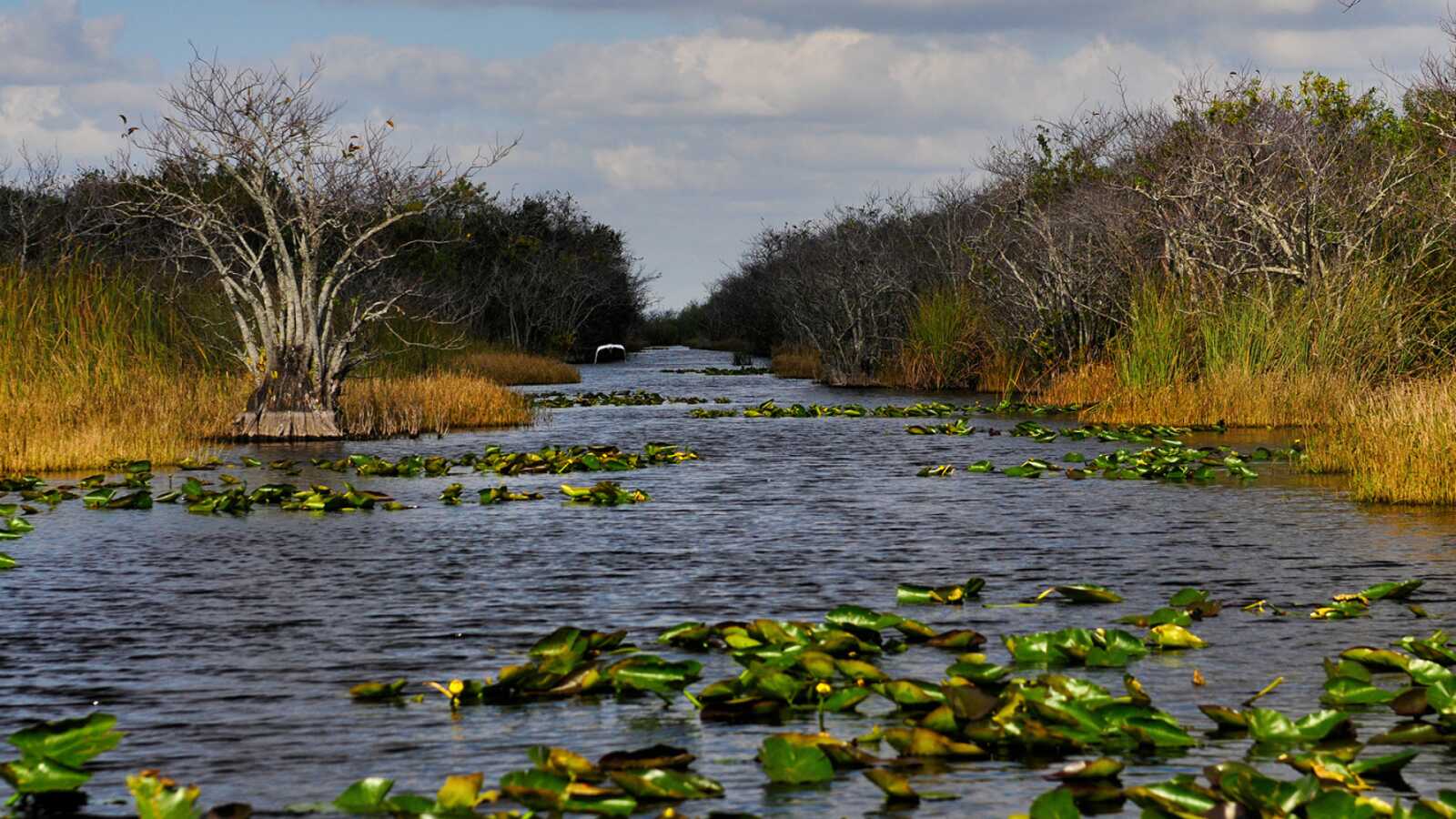 Everglades National Park Wallpapers (51 images) - WallpaperCat