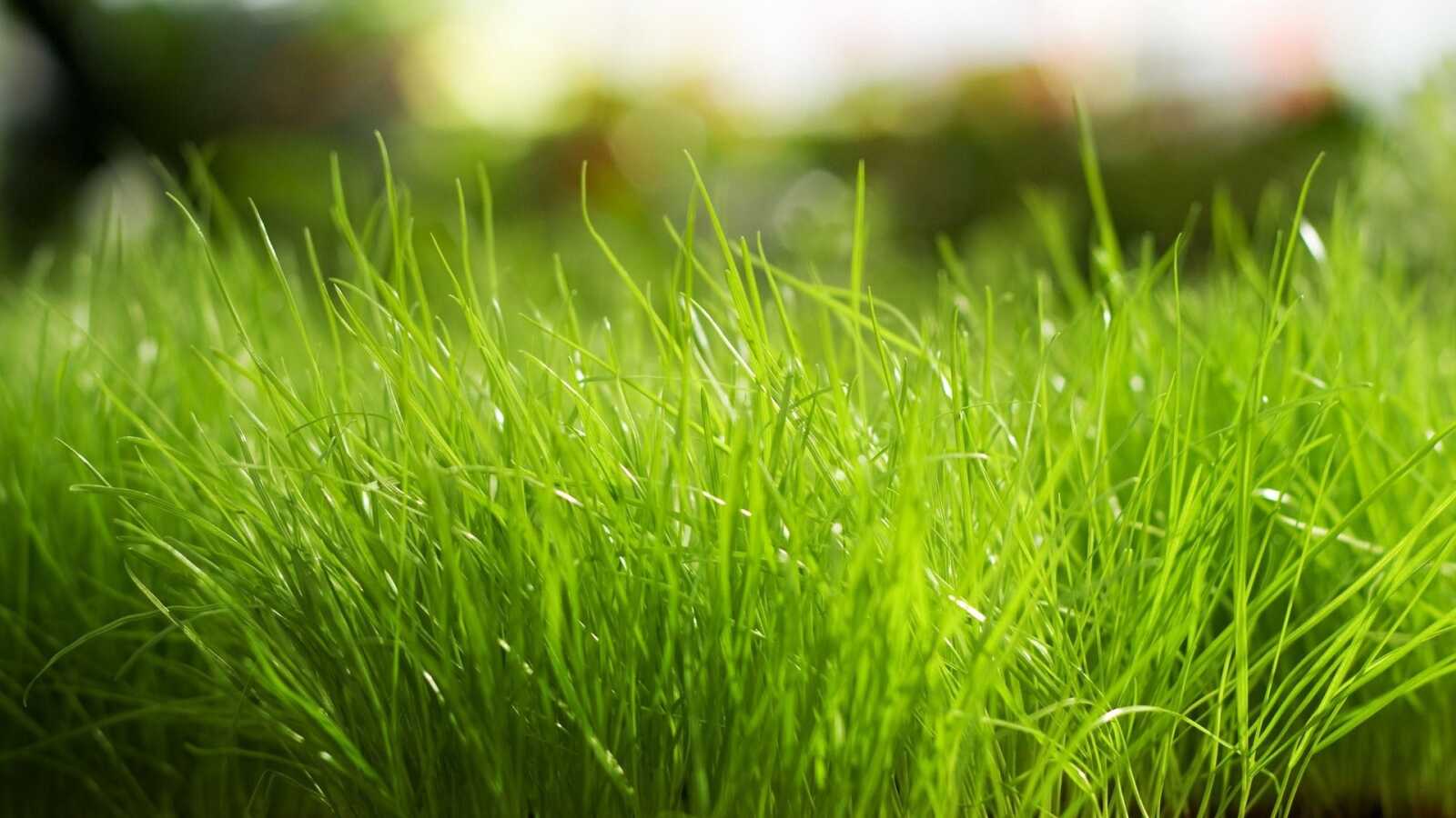 Grass Wallpapers (51 images) - WallpaperCat