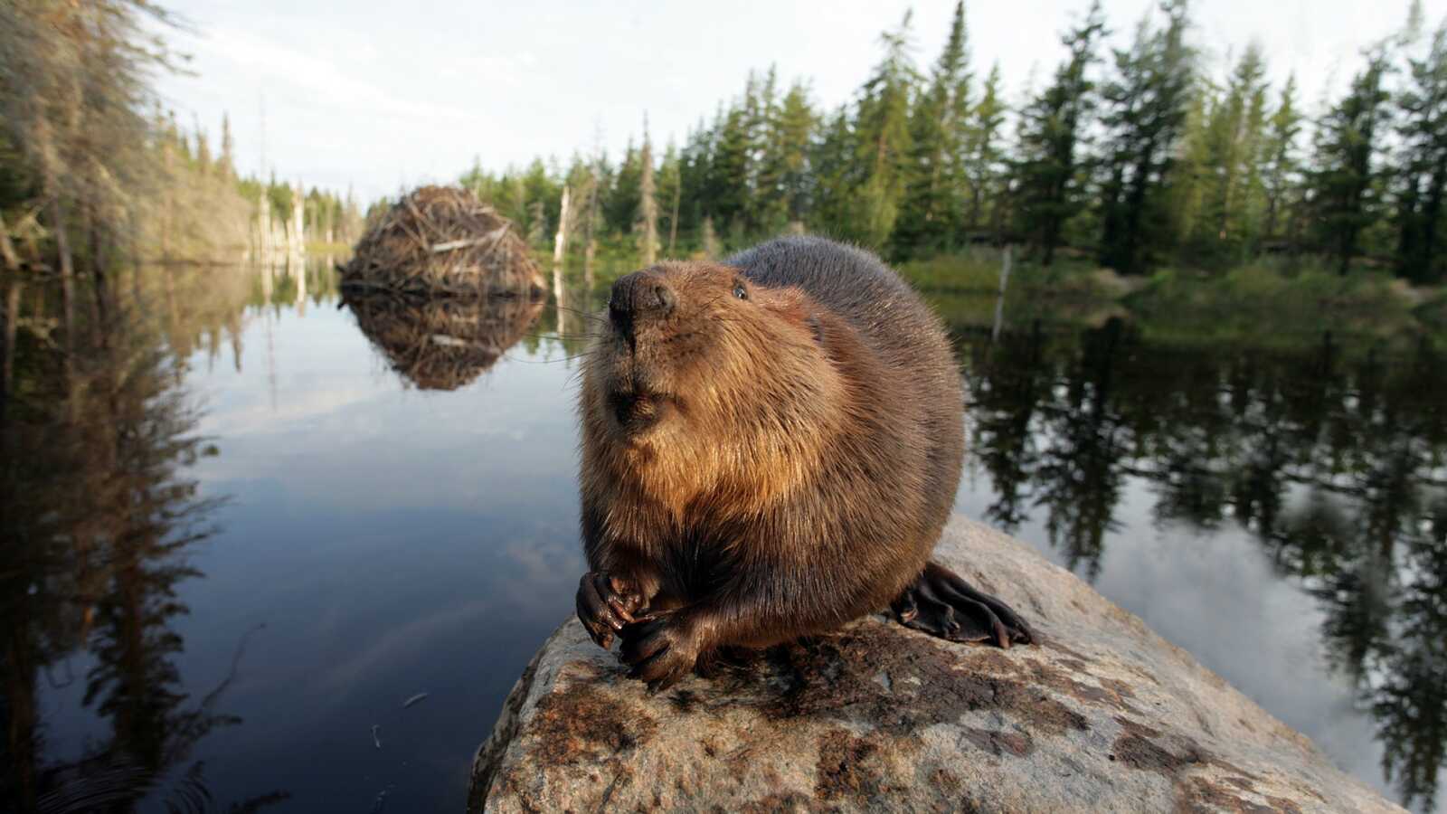 Beaver Wallpapers (43 images) - WallpaperCat