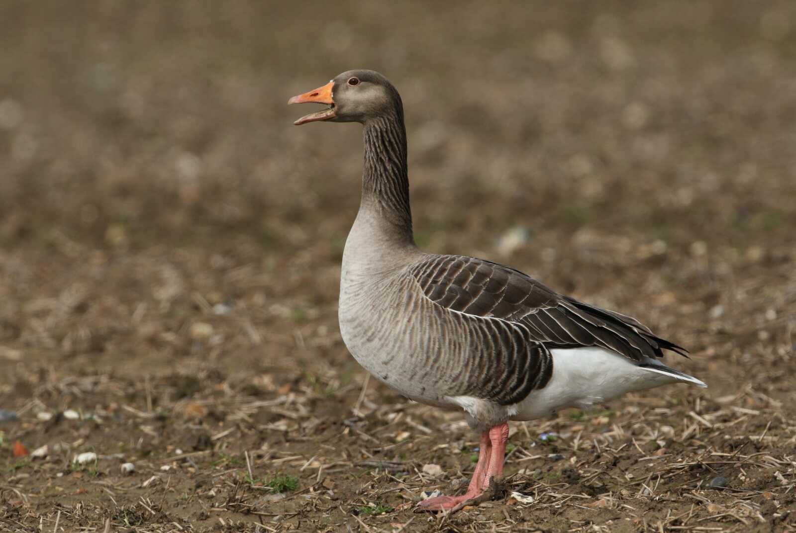 Goose Wallpapers (51 images) - WallpaperCat
