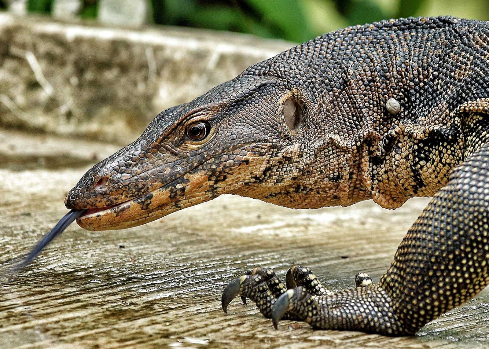 Lizard Wallpapers (56 images) - WallpaperCat