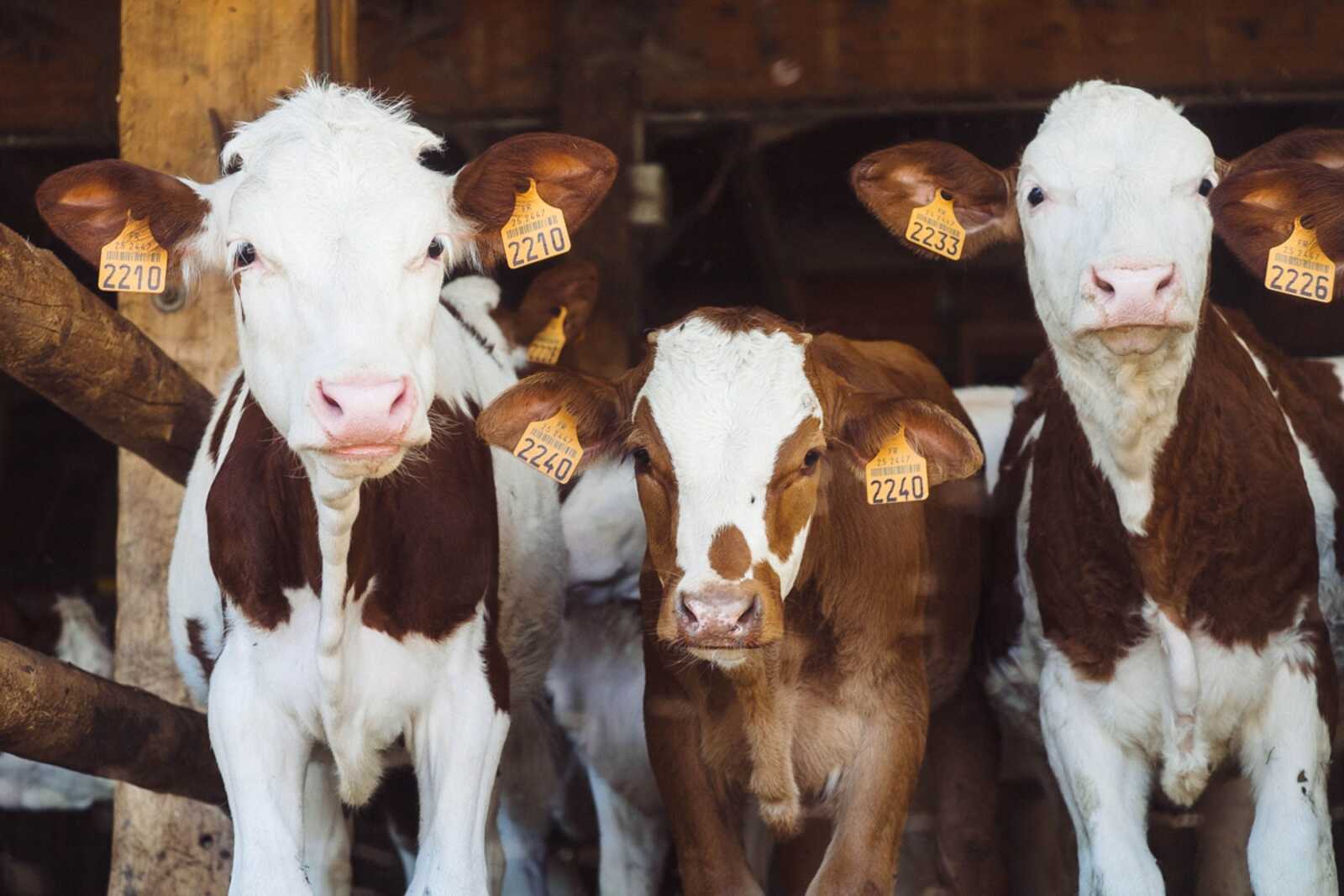 Farm Animals Wallpapers (54 images) - WallpaperCat