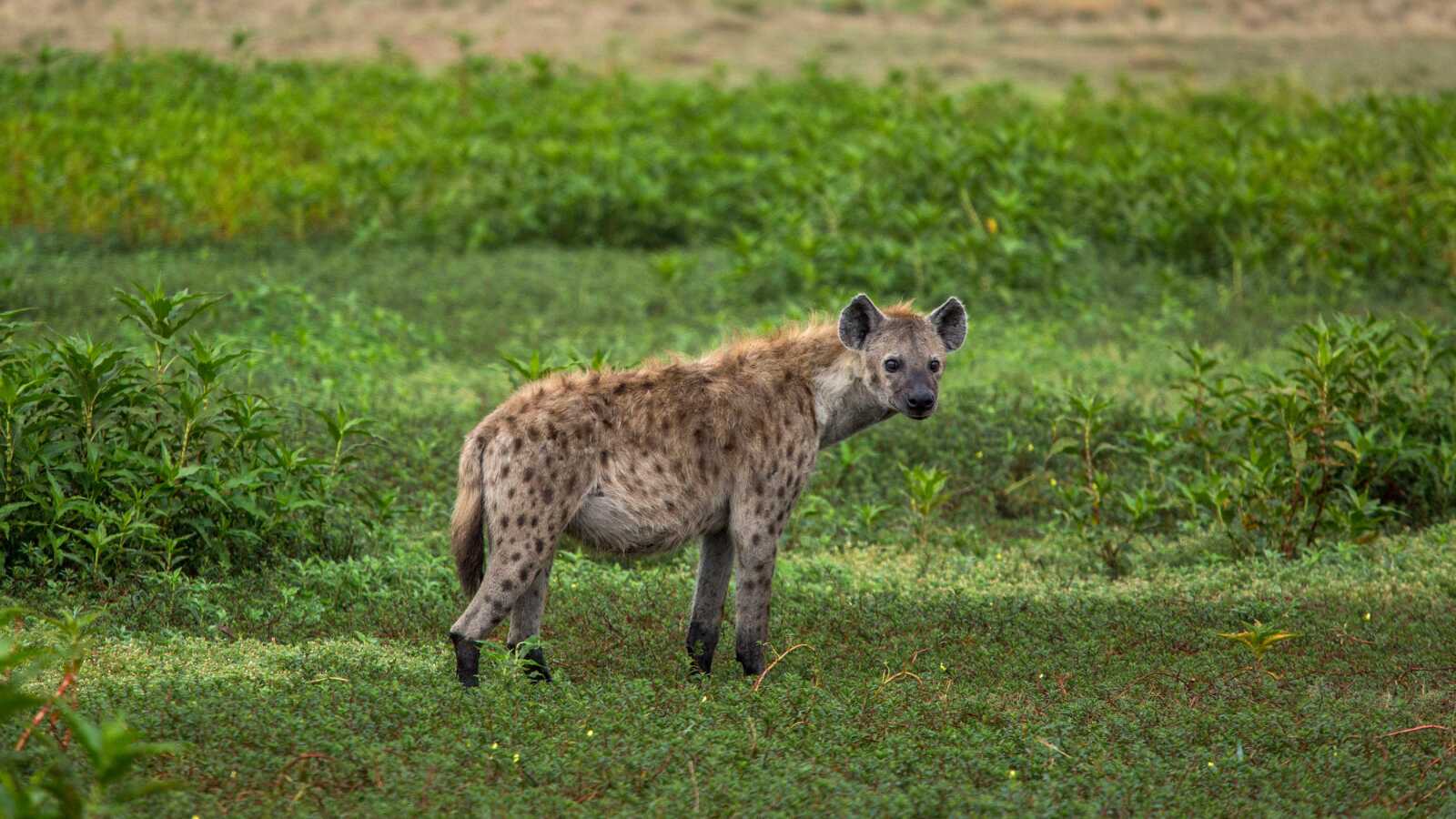 Hyena Wallpapers (37 images) - WallpaperCat