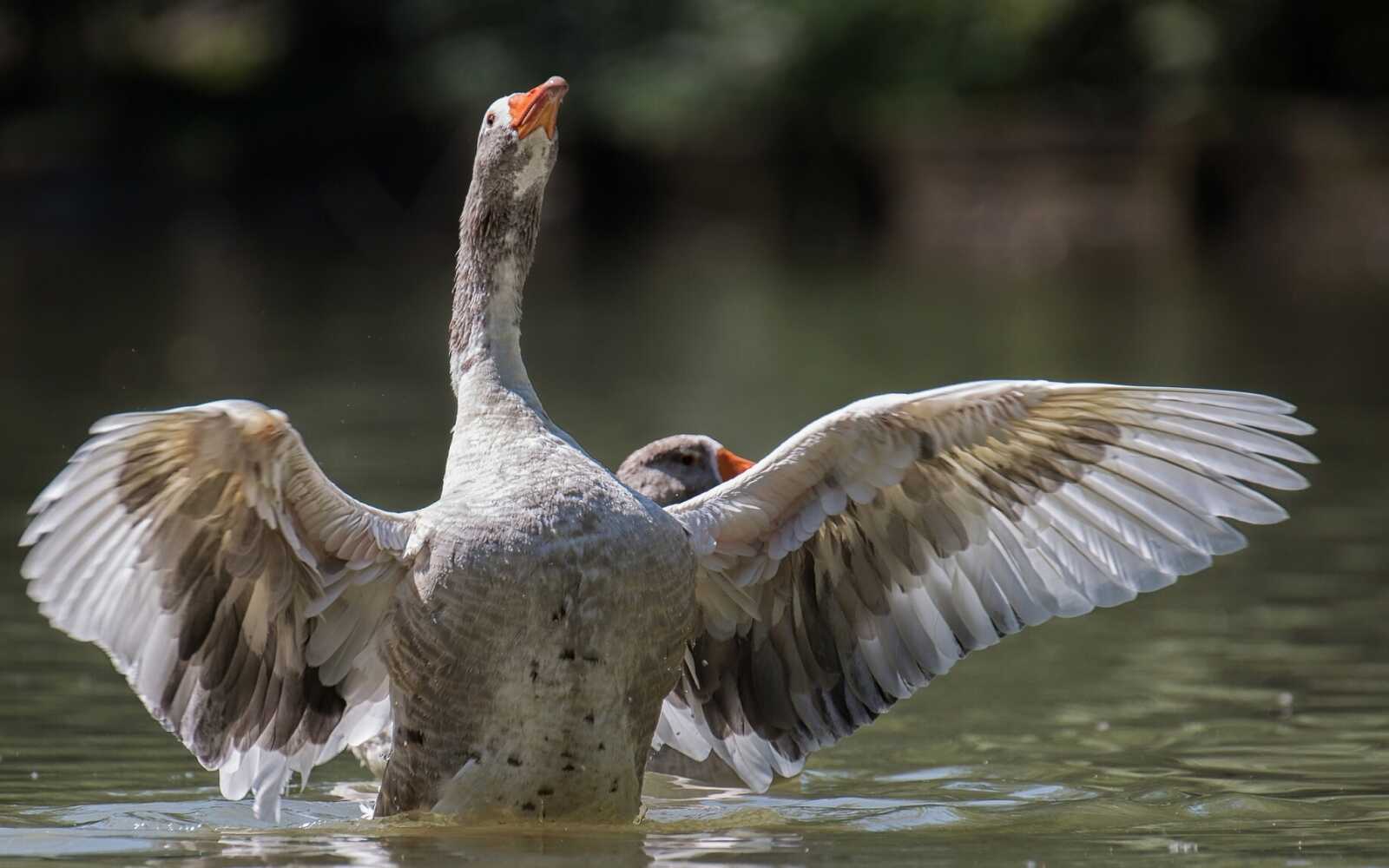 Goose Wallpapers (51 images) - WallpaperCat