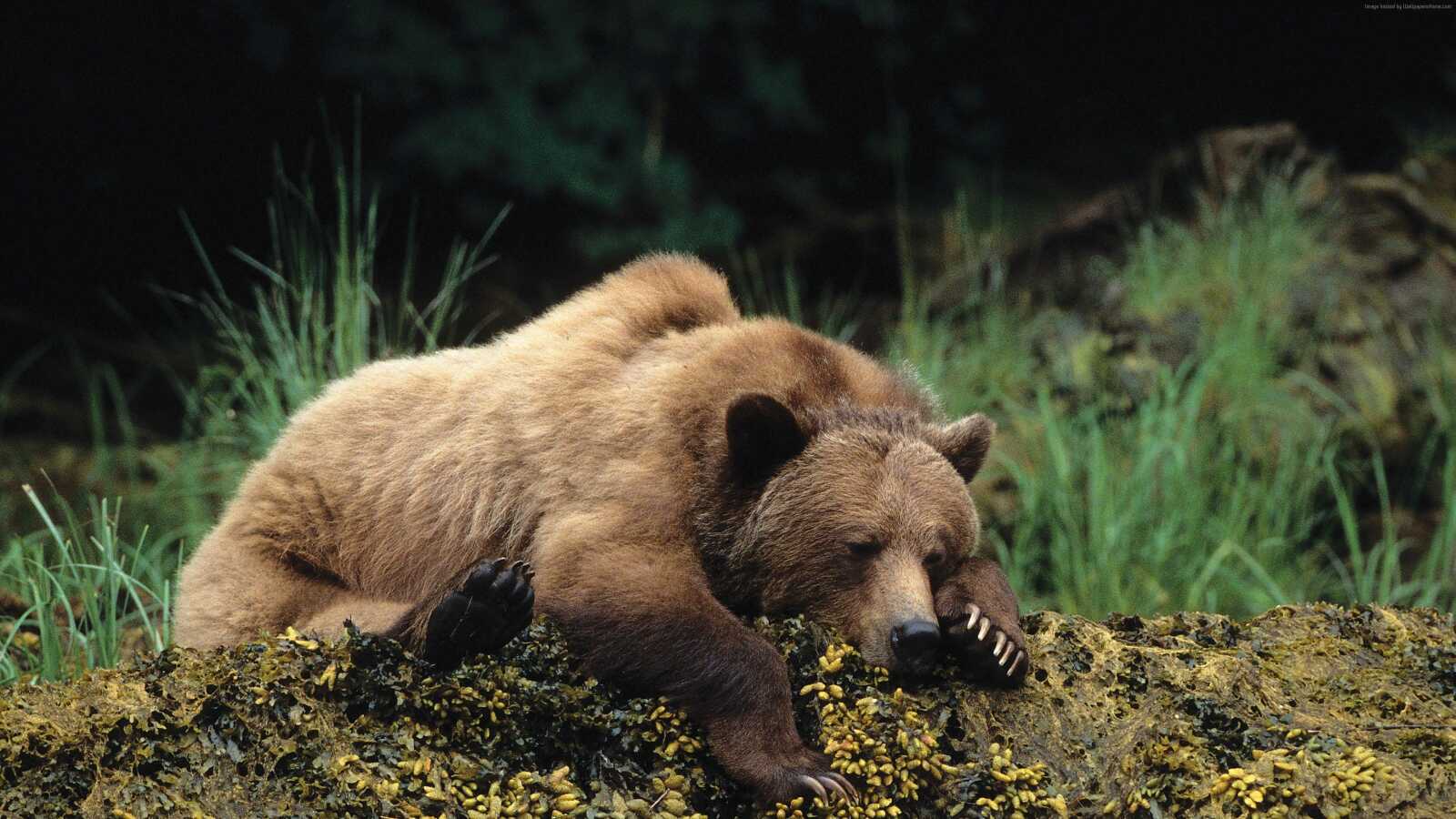 Grizzly Bear Wallpapers (53 images) - WallpaperCat