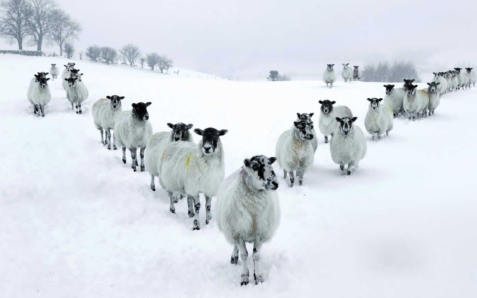 Sheep Wallpapers (54 images) - WallpaperCat