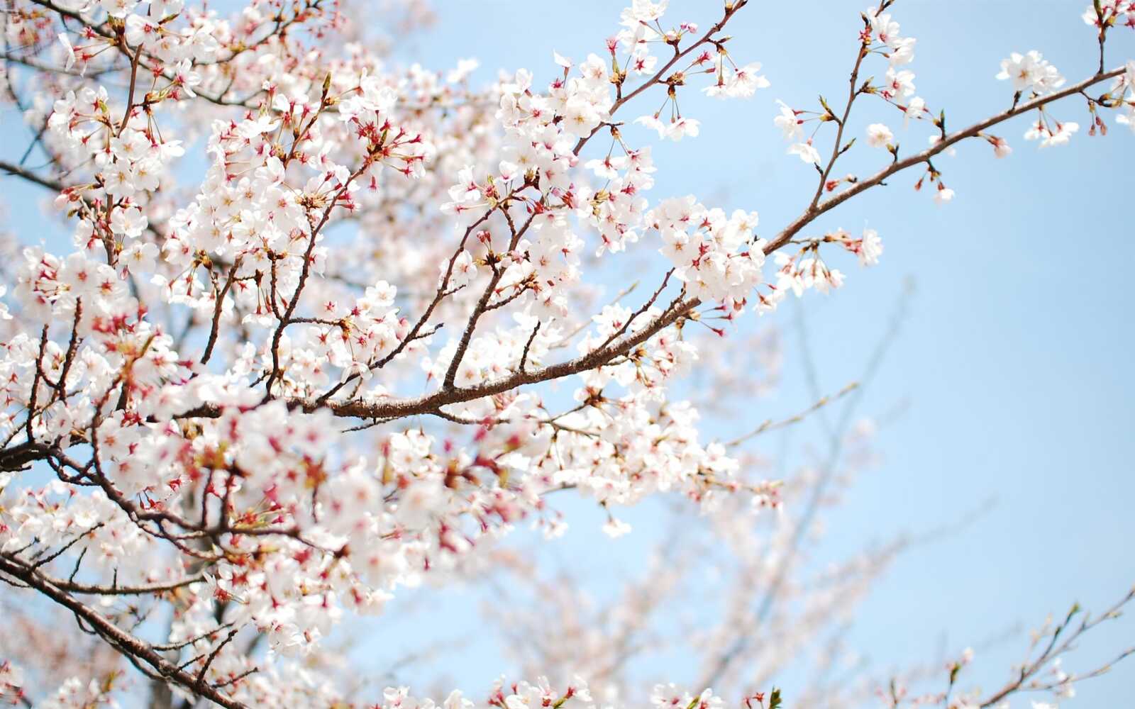Spring Wallpapers (41 images) - WallpaperCat