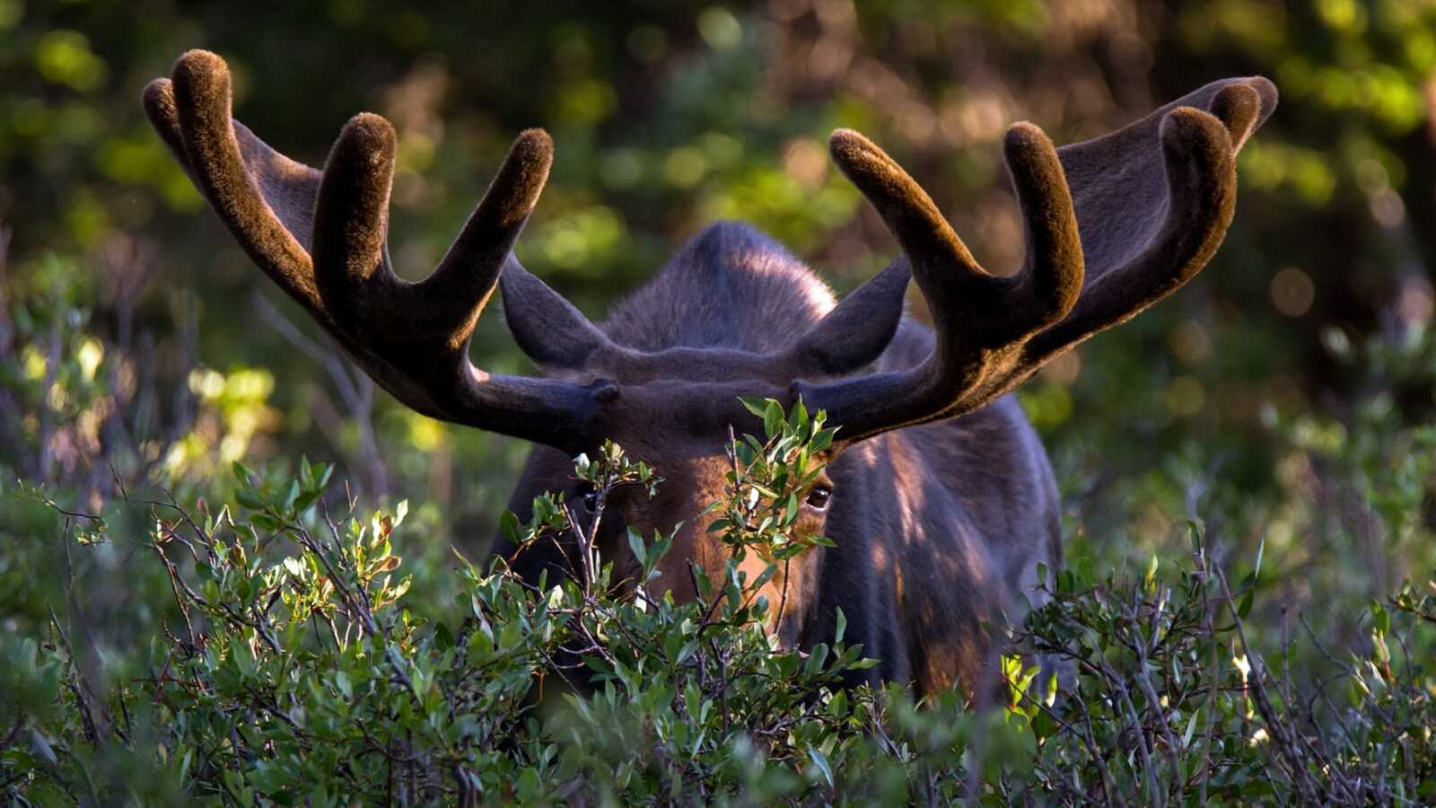Moose Wallpapers (61 images) - WallpaperCat