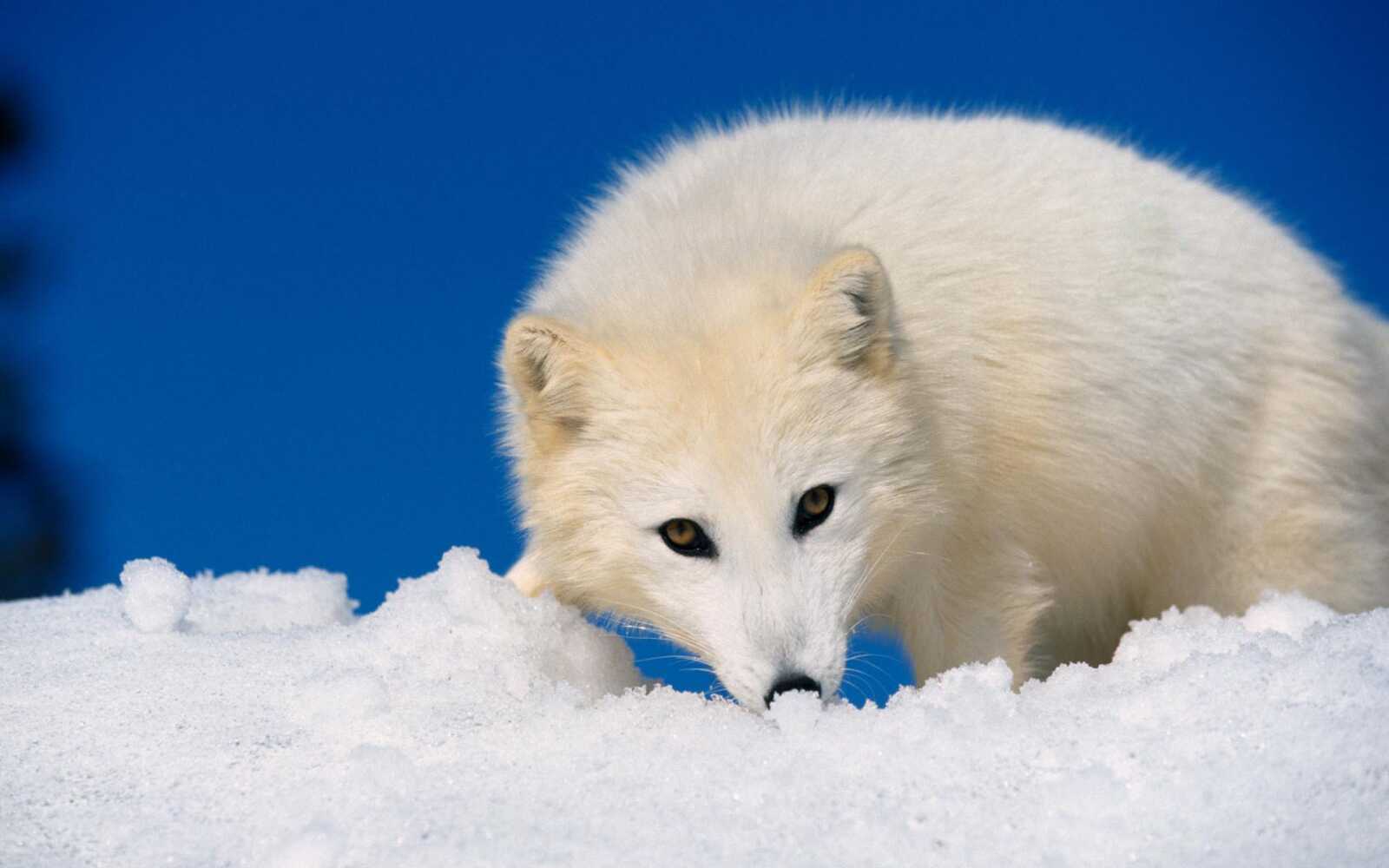 Arctic Fox Wallpapers (61 images) - WallpaperCat
