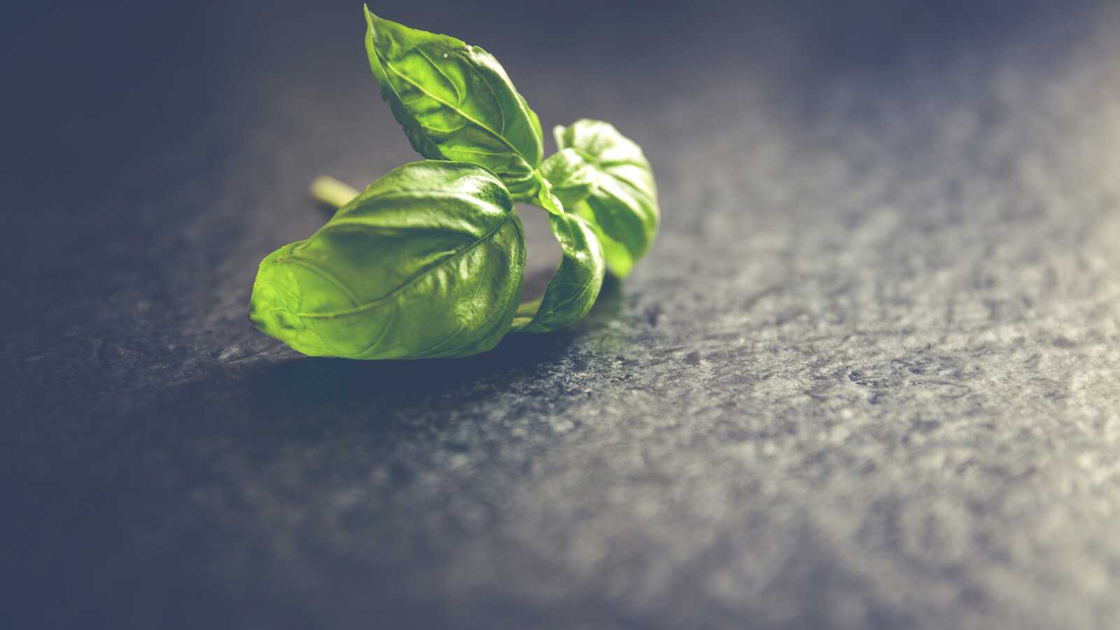 Basil Plant Wallpapers (38 images) - WallpaperCat