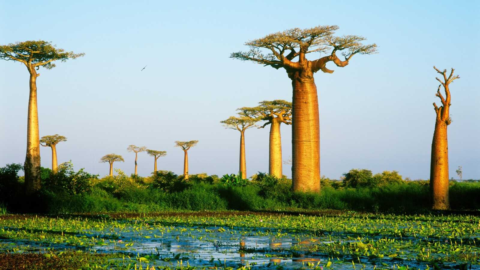 Madagascar Wallpapers (22 images) - WallpaperCat