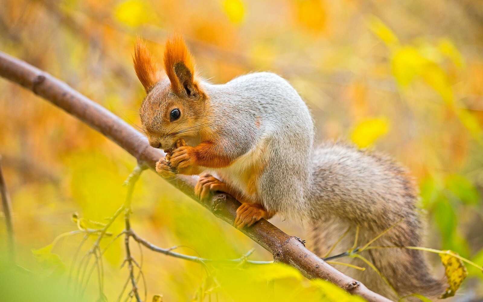 Squirrel Wallpapers (98 images) - WallpaperCat