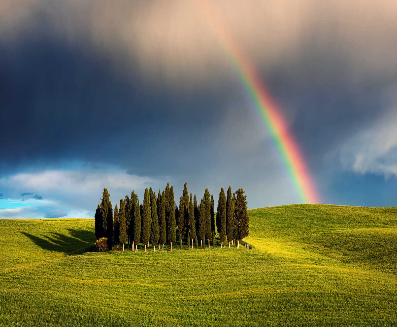 Cypress Tree Wallpapers (40 images) - WallpaperCat