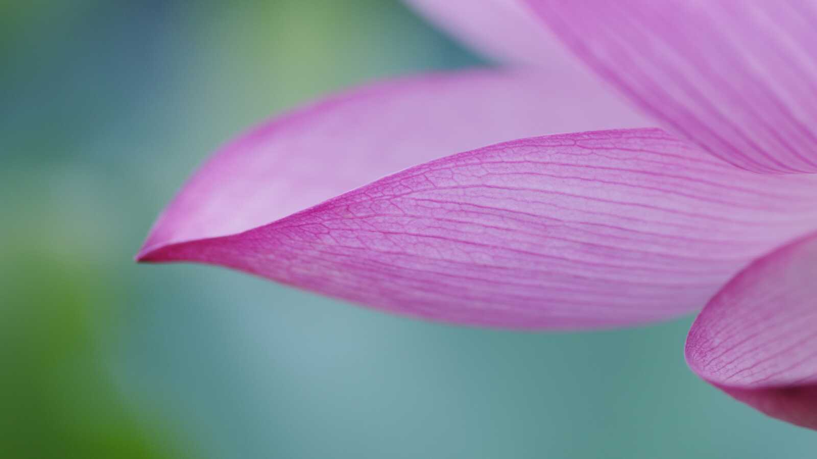 Lotus (Flower) Wallpapers (56 images) - WallpaperCat