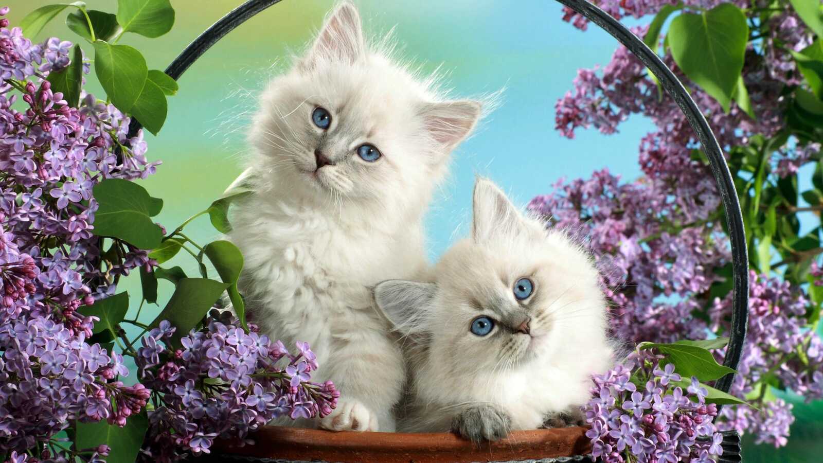 Birman Wallpapers (38 images) - WallpaperCat