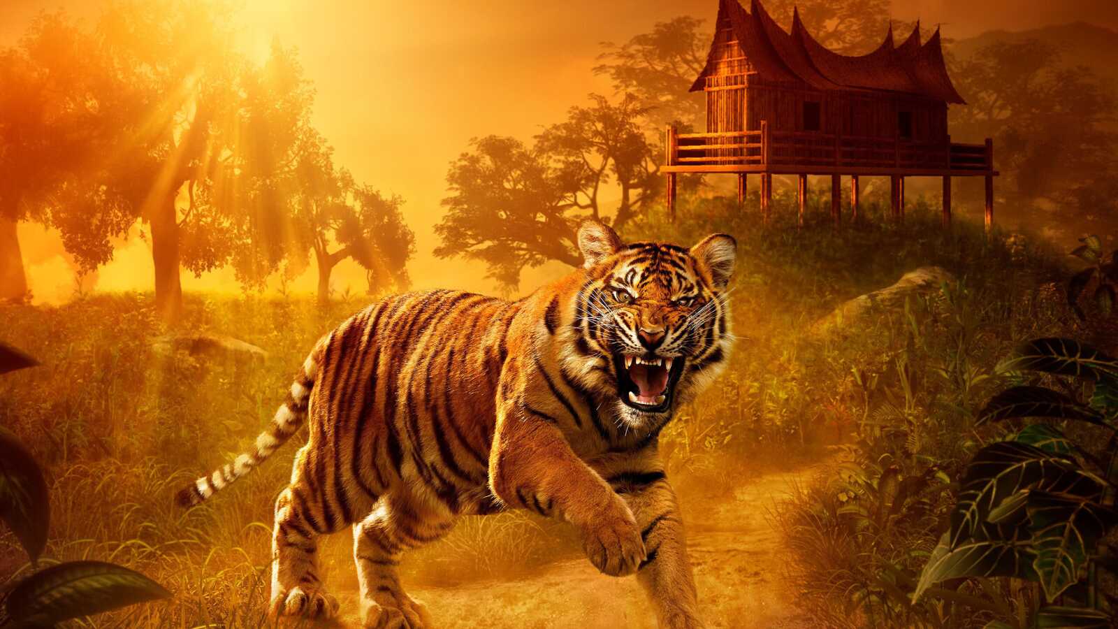 Tiger Wallpapers (86 images) - WallpaperCat