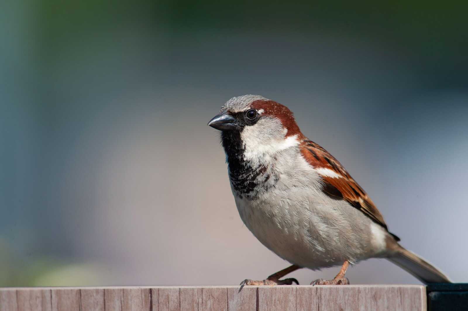 Sparrow (Bird) Wallpapers (46 images) - WallpaperCat