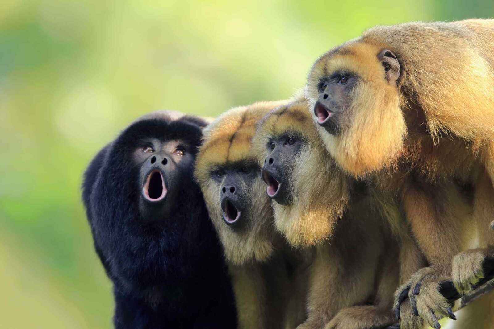 Howler Monkey Wallpapers (32 images) - WallpaperCat