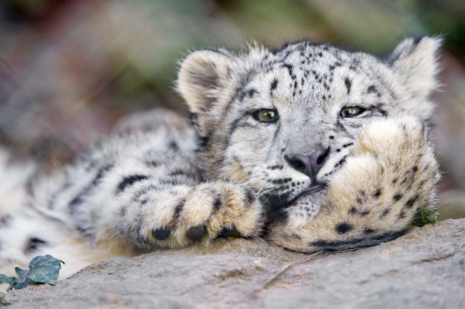 Snow Leopard Wallpapers (76 images) - WallpaperCat