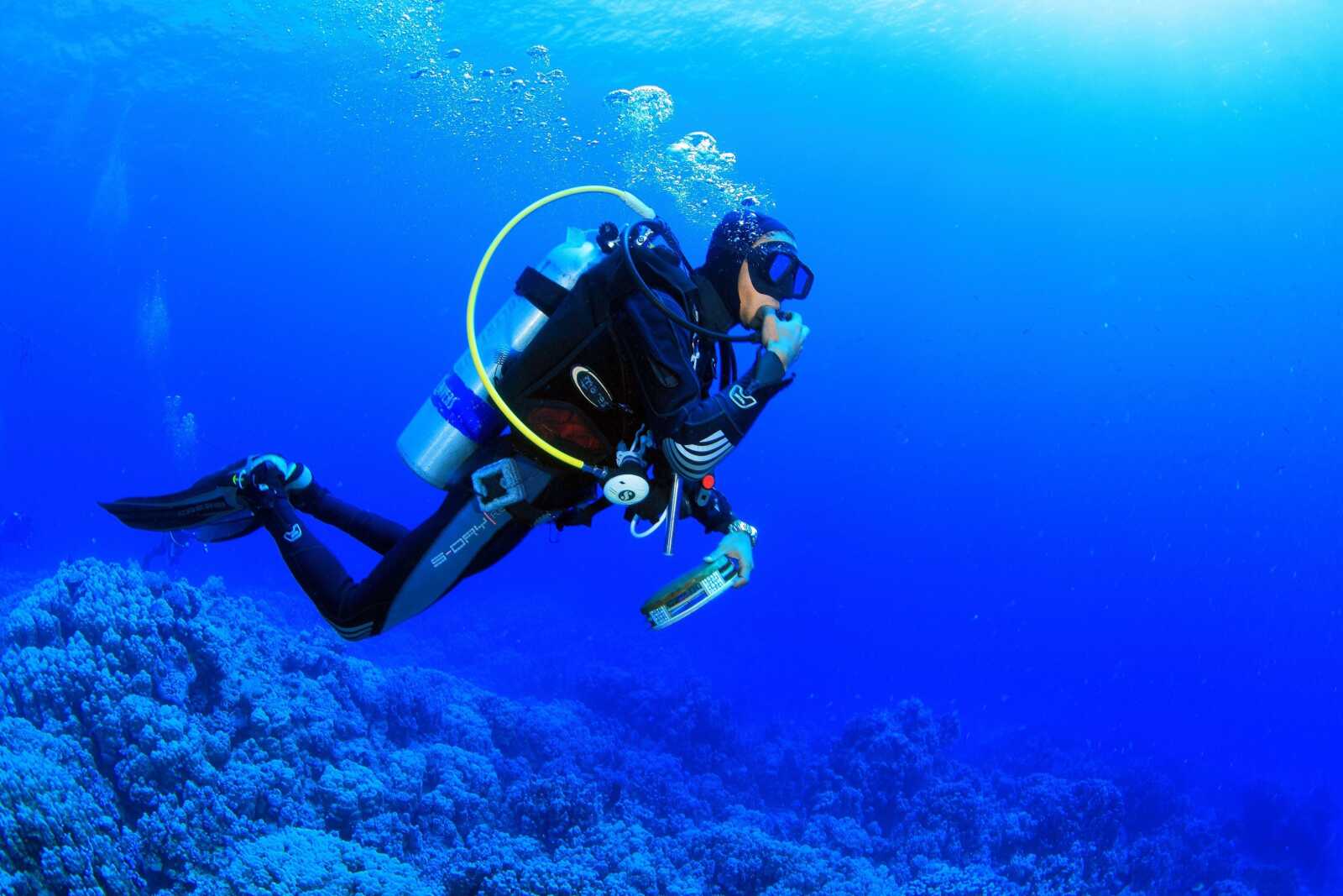 Diving Wallpapers (43 images) - WallpaperCat