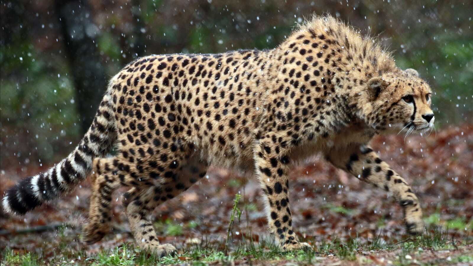 Cheetah Wallpapers (61 images) - WallpaperCat