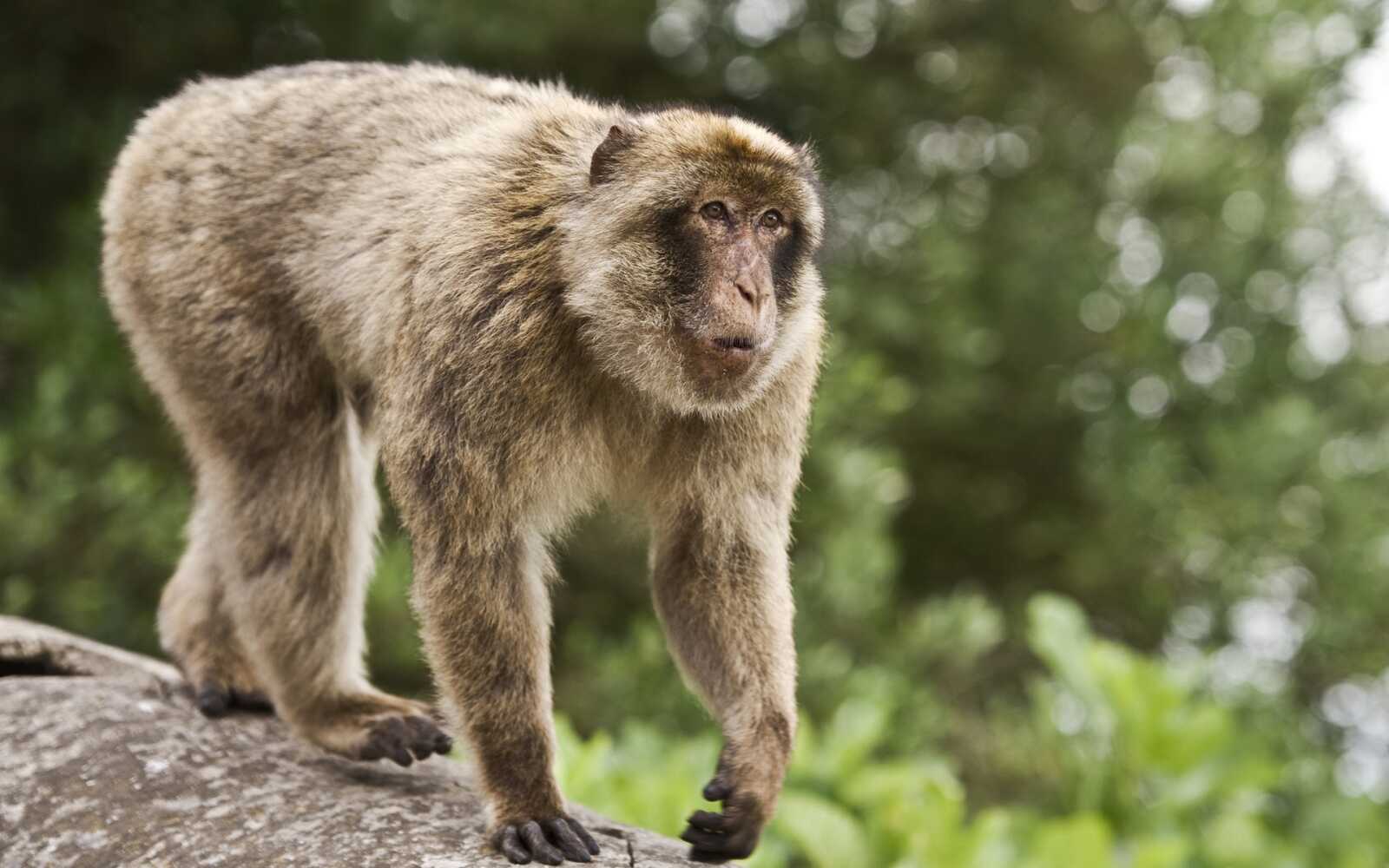 Monkey Wallpapers (60 images) - WallpaperCat