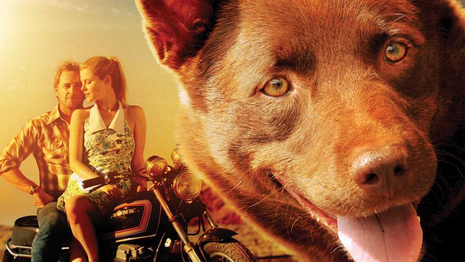 Red Dog Wallpapers (10 images) - WallpaperCat