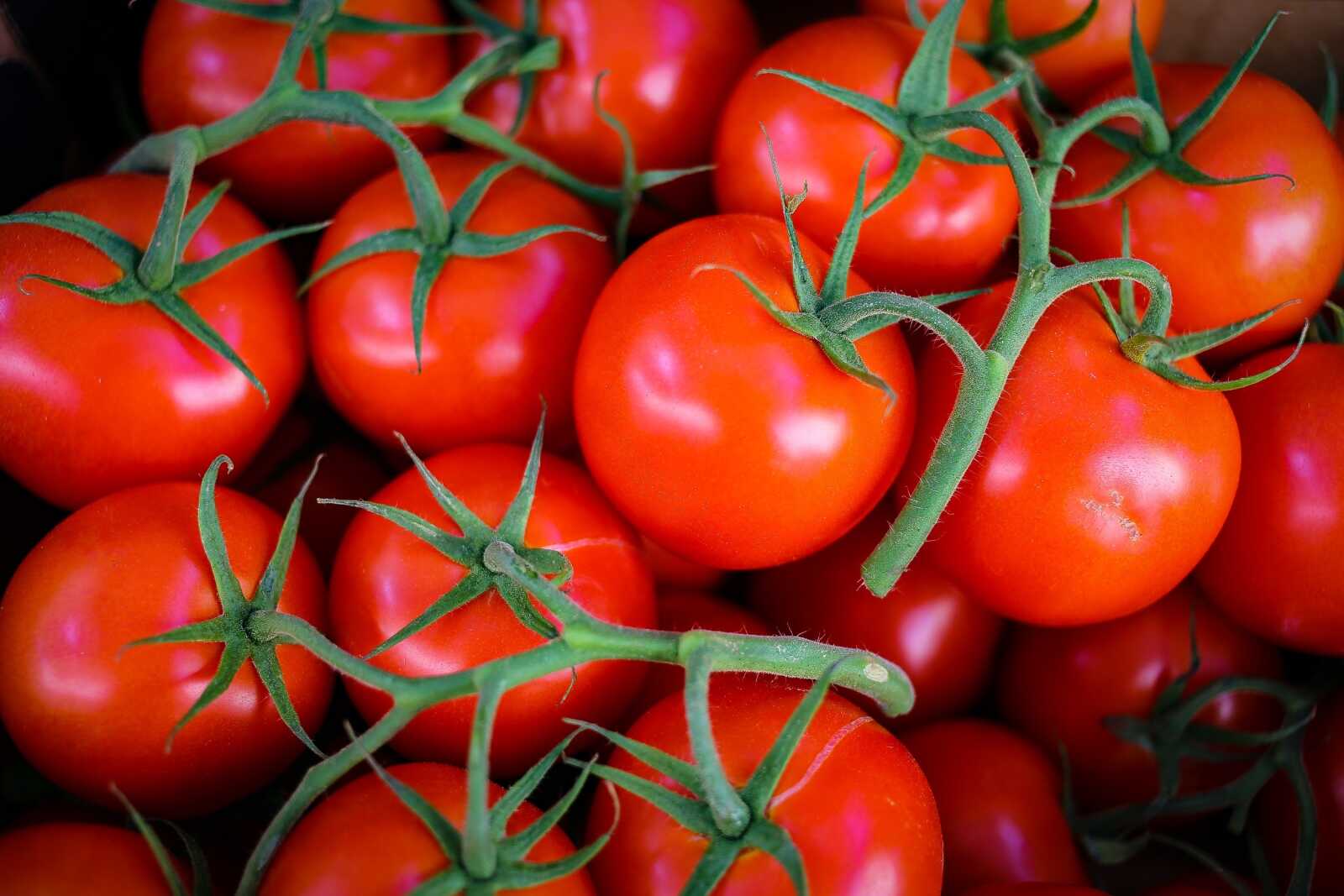 Tomato Wallpapers (70 images) - WallpaperCat