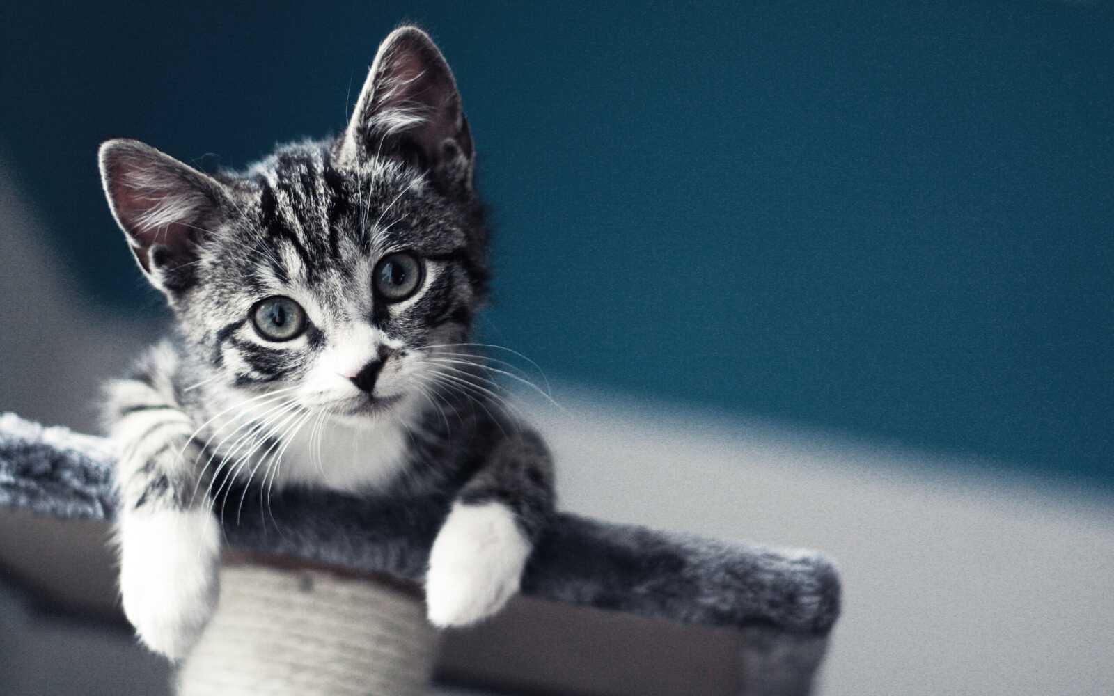 Cat Wallpapers (148 images) - WallpaperCat