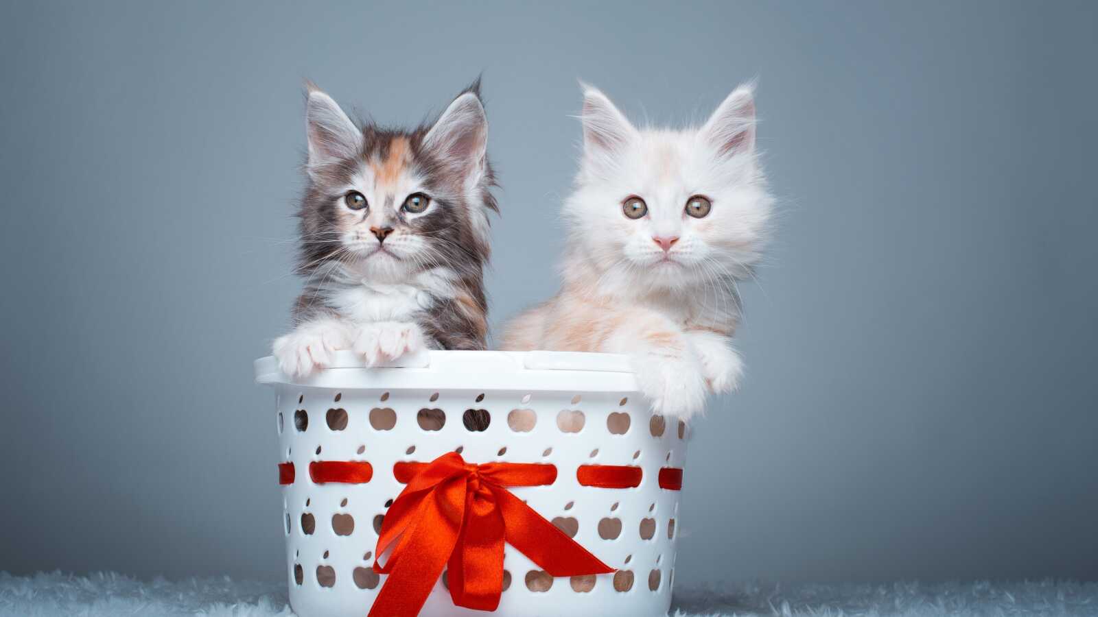 Pets Wallpapers (67 images) - WallpaperCat
