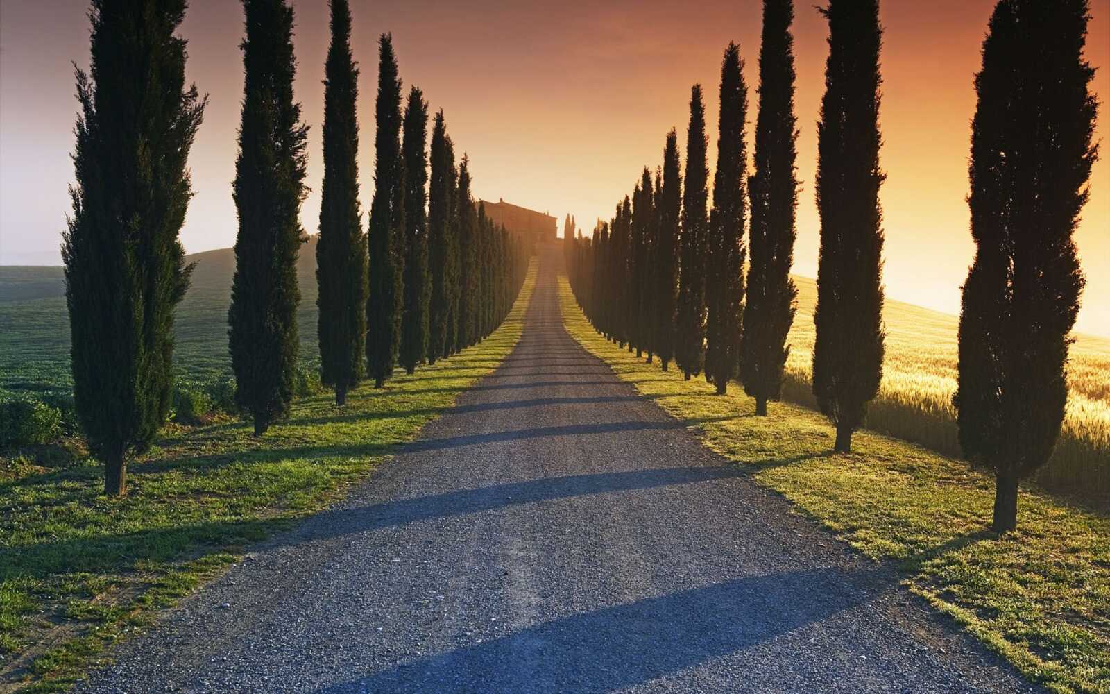 Cypress Tree Wallpapers (40 images) - WallpaperCat