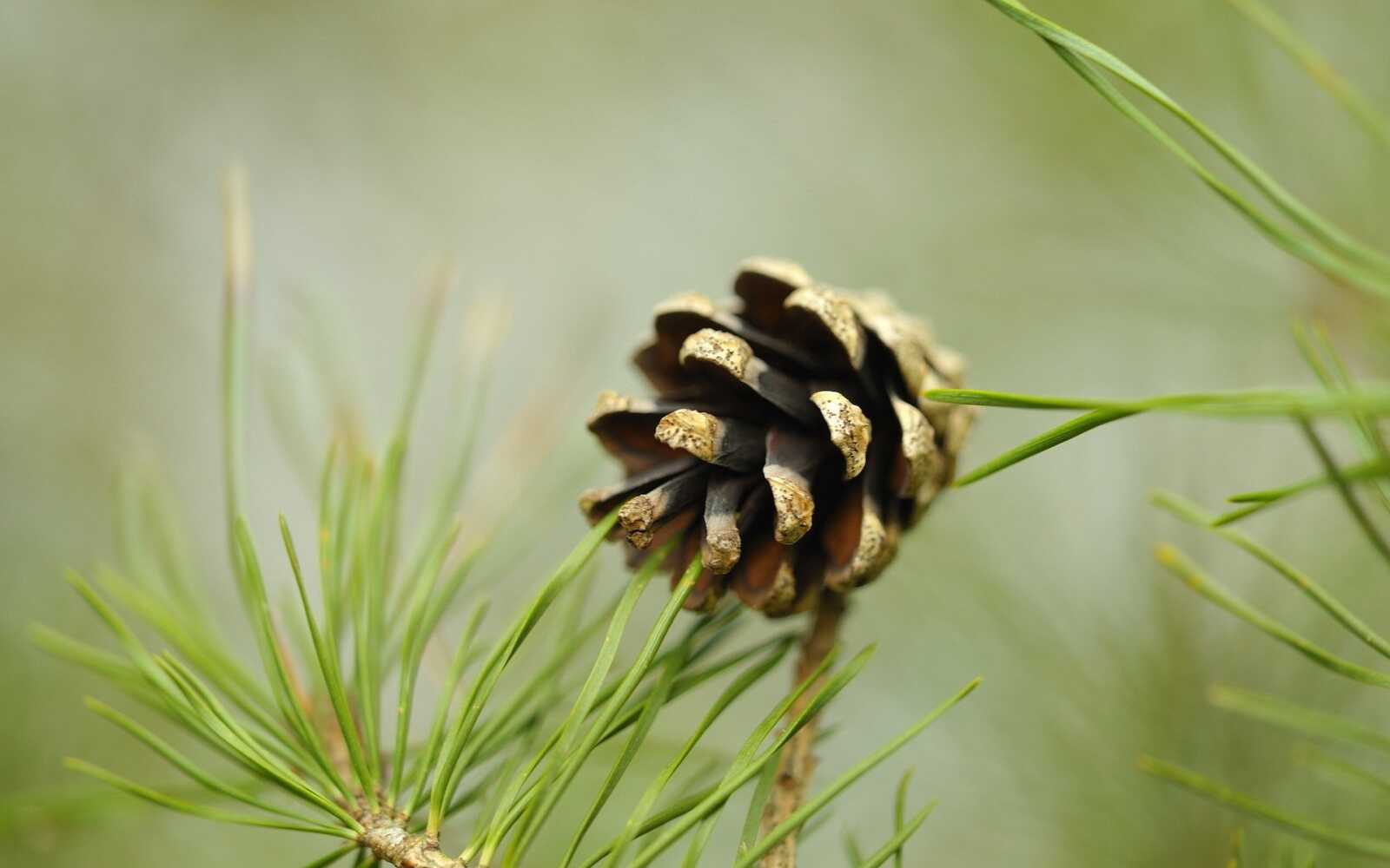 Pine Tree Wallpapers (80 images) - WallpaperCat