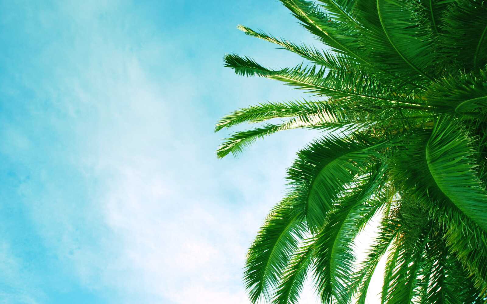 Palm Tree Wallpapers (133 images) - WallpaperCat