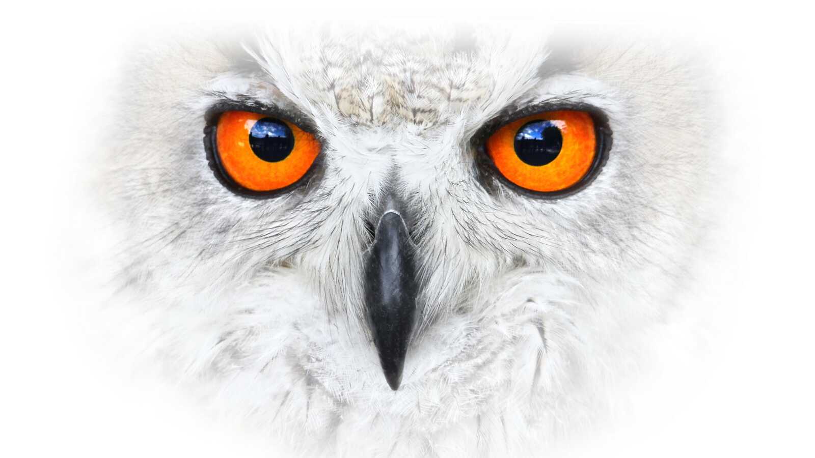Hedwig Wallpapers (11 images) - WallpaperCat