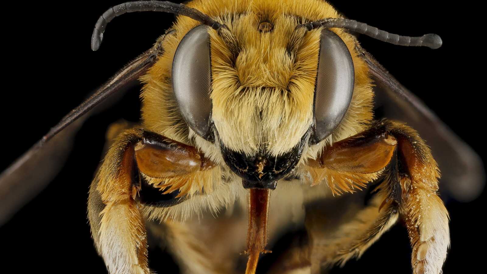 Bee Wallpapers (75 images) - WallpaperCat