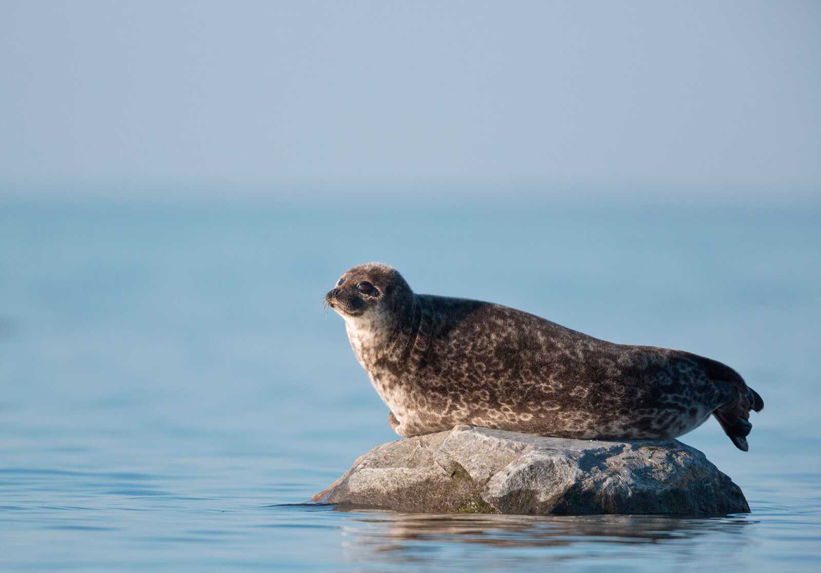 Seal Wallpapers (48 images) - WallpaperCat